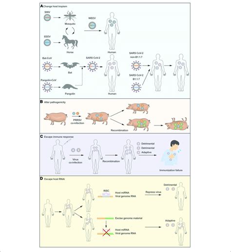 Consequences Of Virus Recombination A Virus Recombination Causes Download Scientific