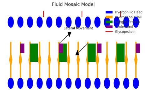 What Is The Phospholipid Bilayer Your A Level Biology Guide