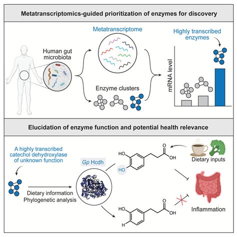 Metatranscriptomics Guided Discovery And Characterization Of A Polyphenol Metabolizing Gut