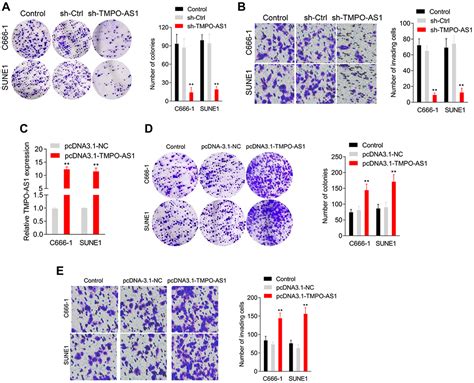 Tmpo As1 Regulates The Aggressiveness Associated Traits Of Nasopharyng