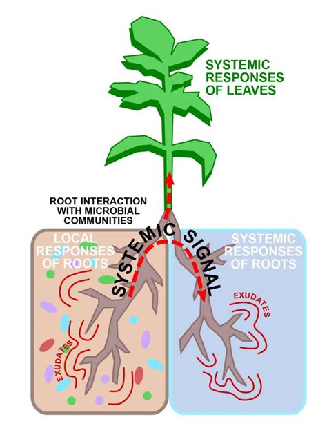 Bacterial Influencers Rhizosphere Microbiome Mediates Root Metabolite Exudation Science Codex