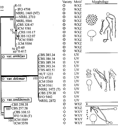 Bootstrap 50 Majority Rule Consensus Tree Constructed With Unweighted