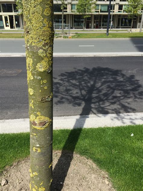 무료 이미지 나무 잔디 보도 벽 아스팔트 녹색 흙 정원 관목 마당 바닥 노면 우디 식물 옥외 구조물 2448x3264 505892 무료