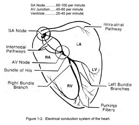 Heart Electrical Conduction Diagram The Electrical Conductio
