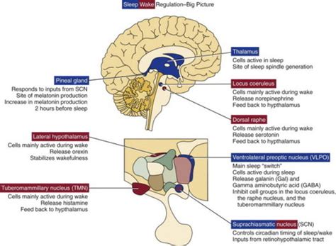 Arousal And Attention Flashcards Quizlet