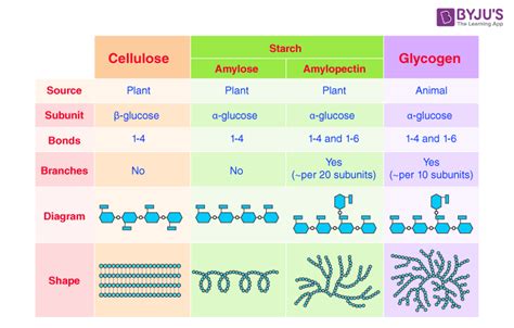 Polysaccharides Characterstics Types And Functions