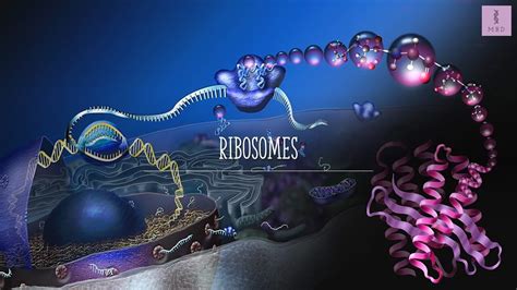 Ribosomes The Protein Factory Of The Cell