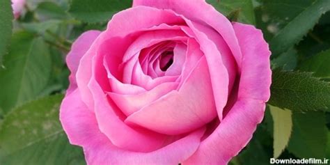 عکس گل محمدی صورتی زیبا