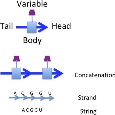 Dna Cylinder And Monomeric Triangles Inside It Download Scientific Diagram