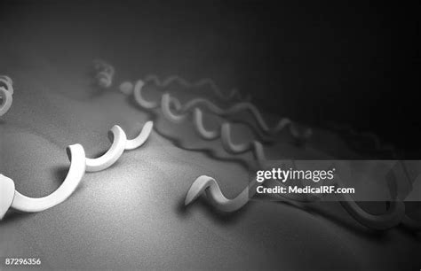 Spiral Shaped Bacteria Photos And Premium High Res Pictures Getty Images