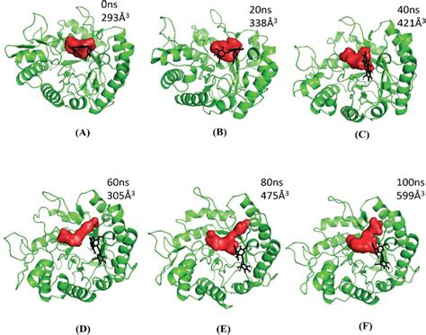 The Flexibility And Volume Analysis Of Substrate Binding Pocket Of Download Scientific Diagram