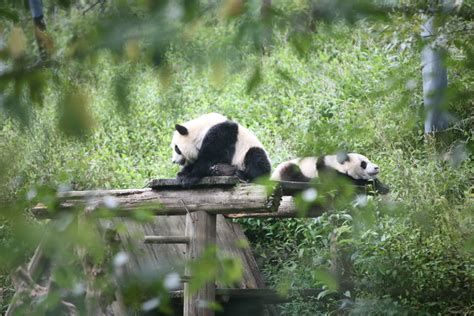 雅安社会科学网大熊猫文化