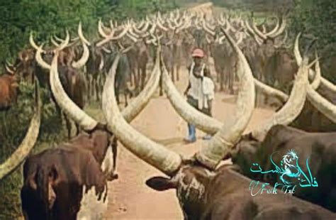 این بنده خدا چه فکری میکنه؟ عکس ویسگون