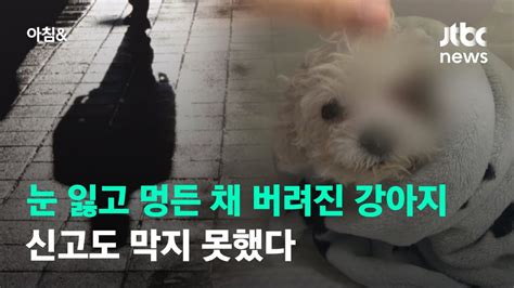 눈 잃고 온몸 멍든 채 버려진 강아지신고도 막지 못했다 Jtbc 아침and Youtube