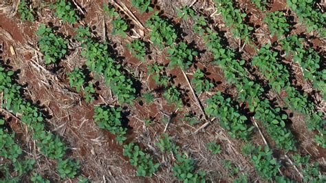 Weed Detection On Soybean Object Detection Dataset And Pre Trained