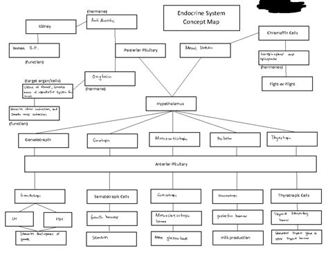 Endocrine System Concept Map Wk 1 Concept Maps Endocrine System