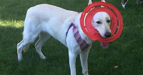 Fetch Training Is Going Well Imgur