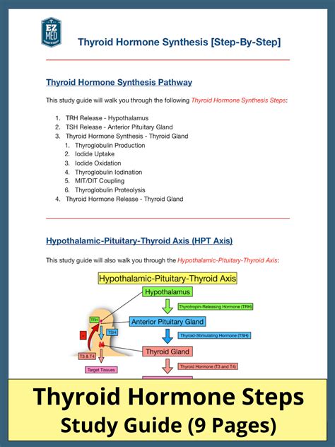 Thyroid Hormone Synthesis Pathway Step By Step Flow Chart — Ezmed