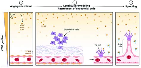 Angiogenesis Occurs In Response To Different Conditions Such As Download Scientific Diagram