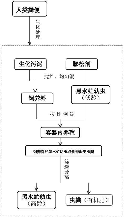 饲养黑水虻来实现生化污泥资源化处理方法