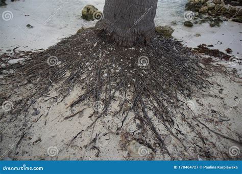 Caribbean Palm Tree Root System Stock Image Image Of Ixchel Blue 170464727