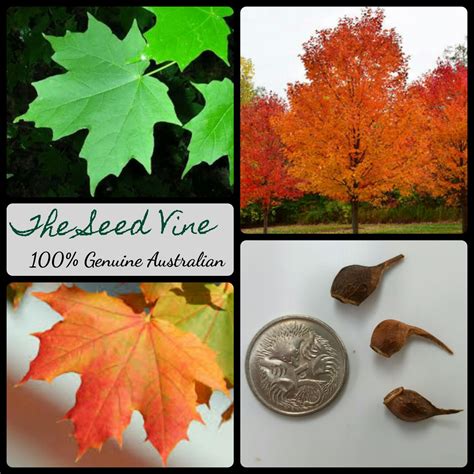 Acer Saccharum Sugar Maple The Seed Vine