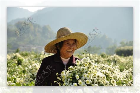 采菊人图片素材 编号10289280 图行天下