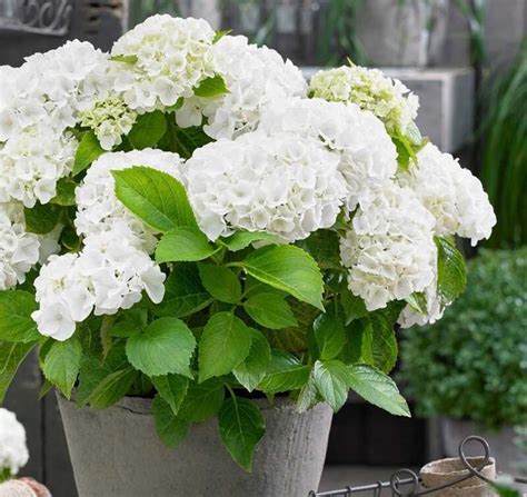 Kerti Hortenzia Gondozása Cserépben Cserepes Hortenzia