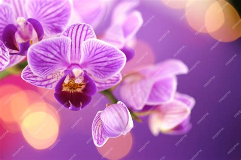 Premium Photo Orchid Flower Purple Orchid Macro On A Purple Background