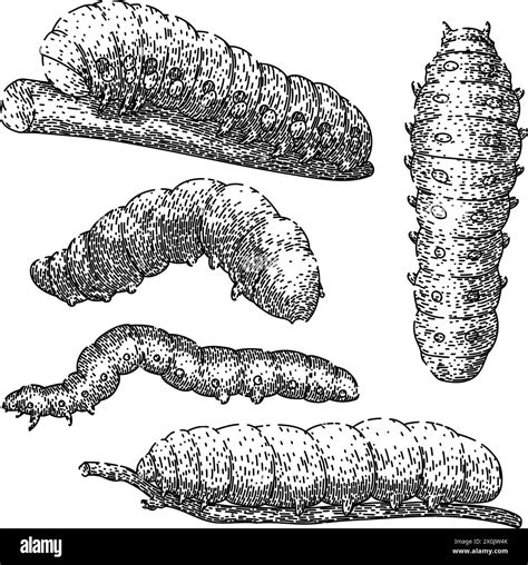 Caterpillar Set Sketch Hand Drawn Vector Stock Vector Image And Art Alamy