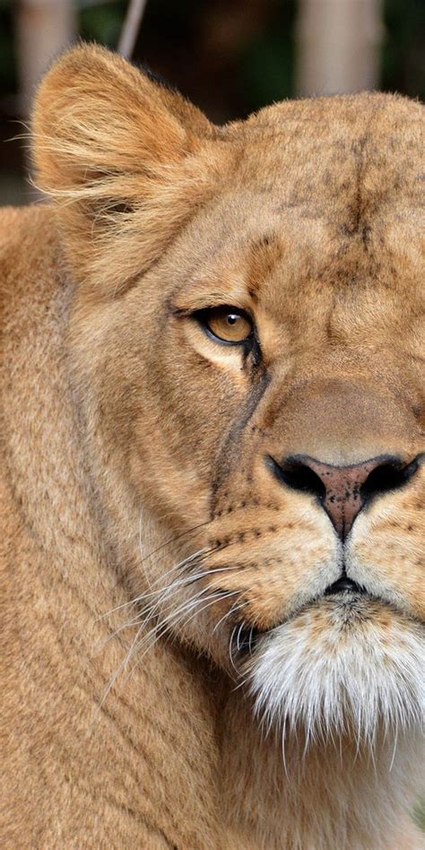 Обои на рабочий стол Животные Лев Кошки Глазеть 433606 для ПК