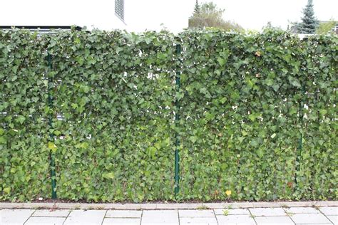 Matchless Ivy On Fence Panels Miniature Faux Plants