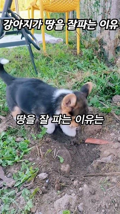강아지가 땅을 잘파는 이유 Youtube