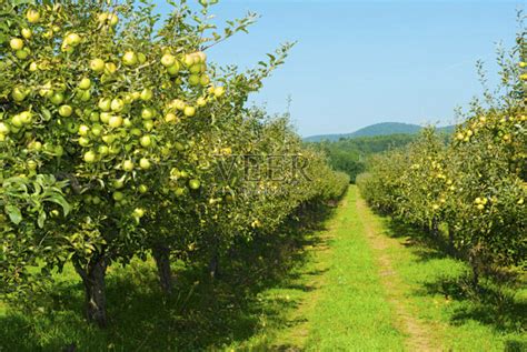 苹果园果园苹果树苹果天空正版图片素材 花瓣网