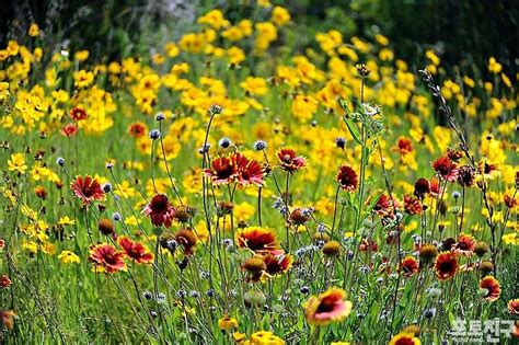 포토친구 초여름 들판의 꽃