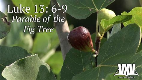 Fig Tree Parable Luke 13 At Patrick Guinn Blog