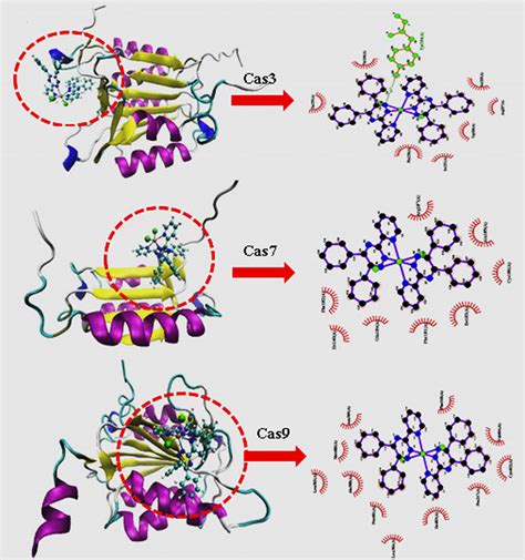 Binding Mode And Type Of Interaction Of The Complex At The A Chain Download Scientific Diagram