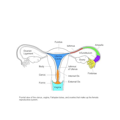Female Reproductive Anatomy Diagram