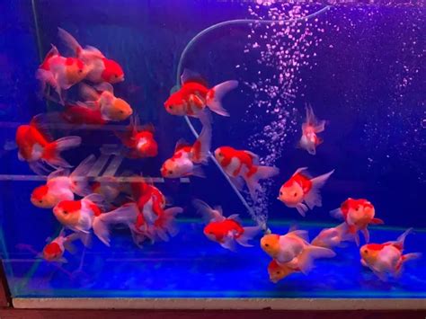 ปลาทองฮอลันดาหัววุ้น สีสวยๆ ไซร้สวย 2นิ้ว เลี้ยงง่าย คัดสวยๆส่งให้คะ มีประกัน Th