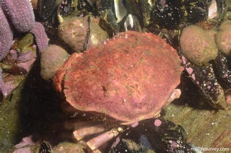 Metacarcinus Edwardsii Cancer Crab Reef Life Survey
