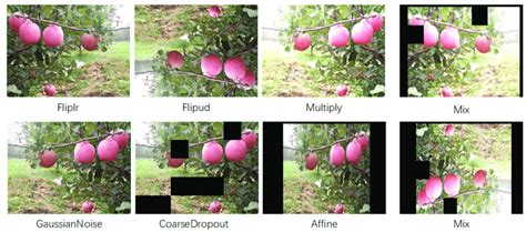 Image After Data Augmentation Download Scientific Diagram