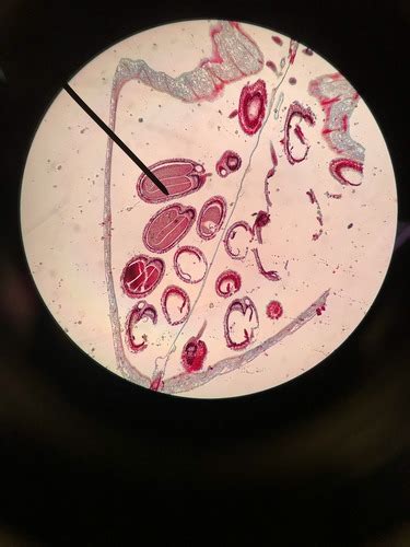 Bio 2 Lab Experiment 2 Slides Flashcards Quizlet