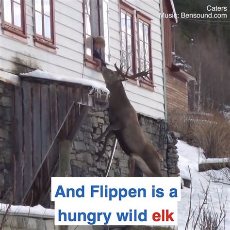 Daily Mail Animals Home Facebook