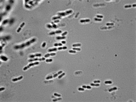 Acetobacter Aceti Viticulture And Enology