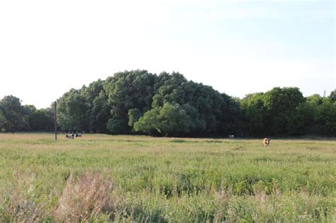 Premium Photo A Field With Trees In The Background