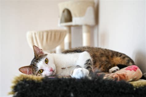 Cat Hyperthyroidism Symptoms And Signs Vo Vets