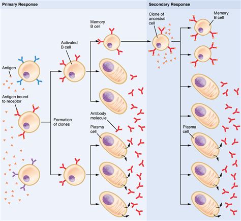 Memory Cells In The Immune System
