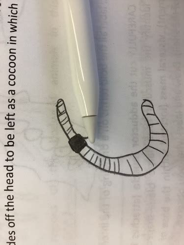 Lab Quiz Invertebrates 2 Flashcards Quizlet