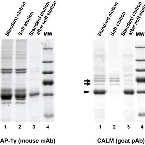 Pdf Improved Elution Conditions For Native Co Immunoprecipitation