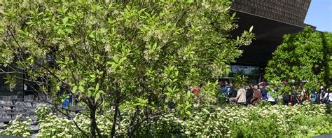 Canopy Thinning And Pruning An In Depth Look